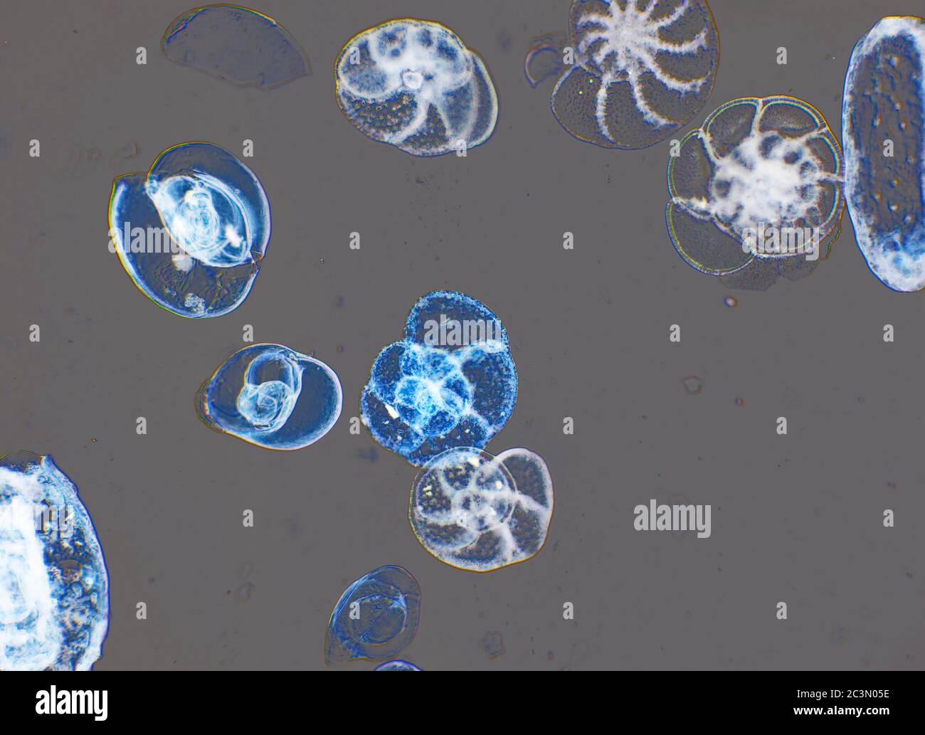 Foraminifera test hi-res stock photography and images - Alamy