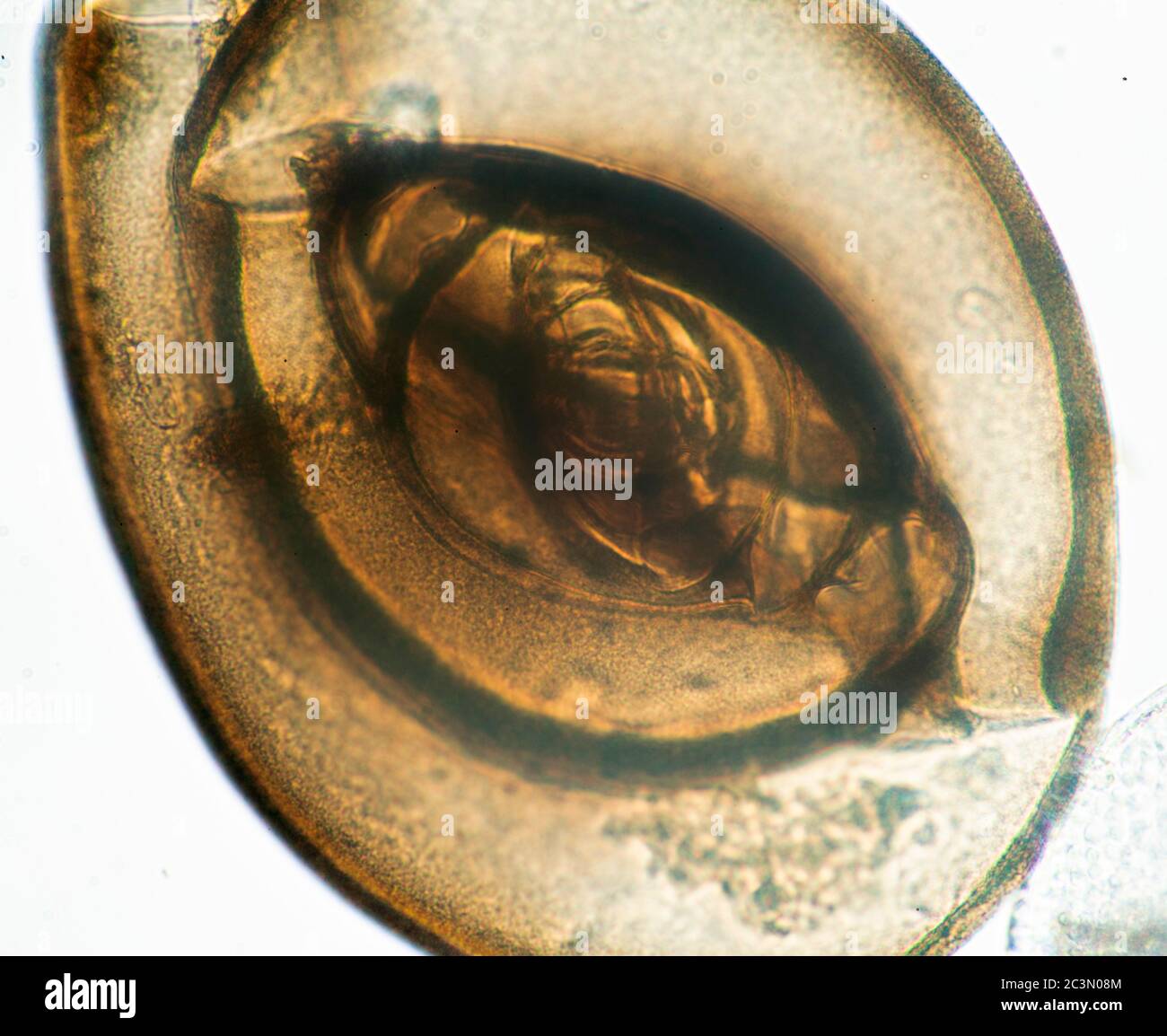 Foraminifera tests, amoeboid protists from Adriatic Sea, microscope ...