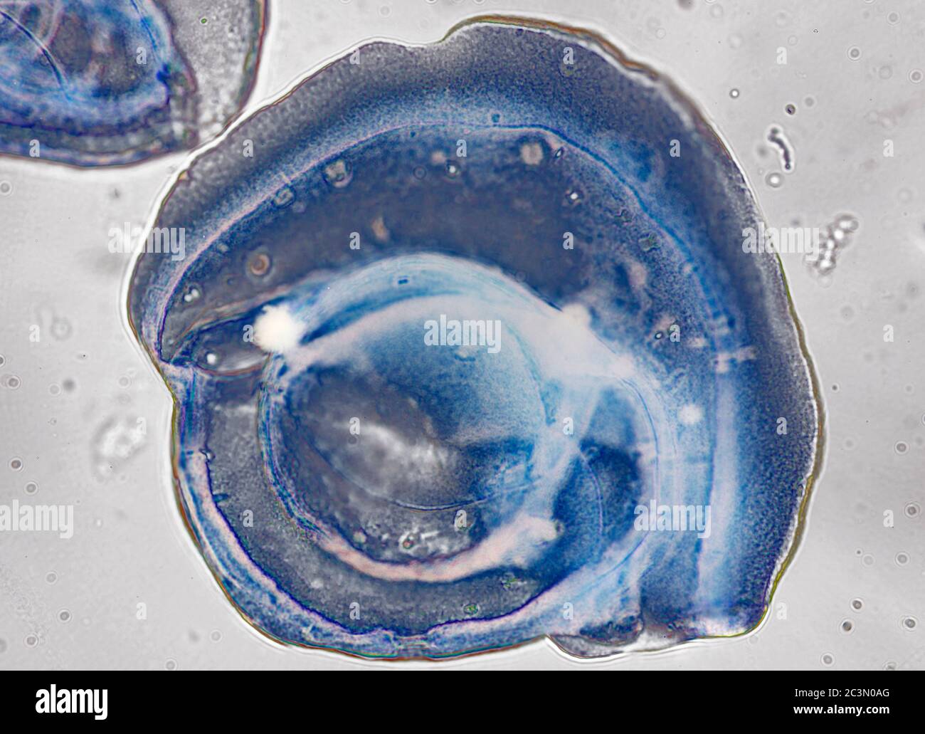 Foraminifera test hi-res stock photography and images - Alamy