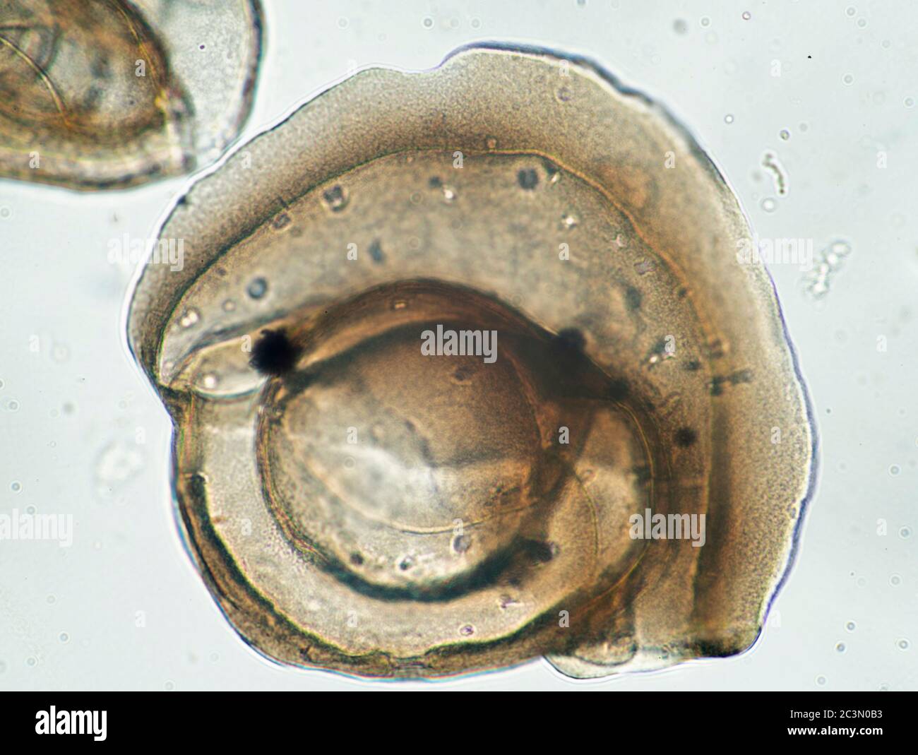 Foraminifera tests, amoeboid protists from Adriatic Sea, microscope ...
