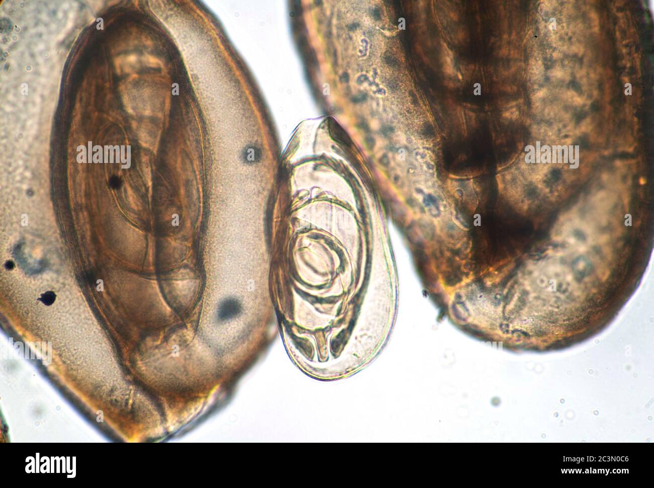 Foraminifera tests, amoeboid protists from Adriatic Sea, microscope ...