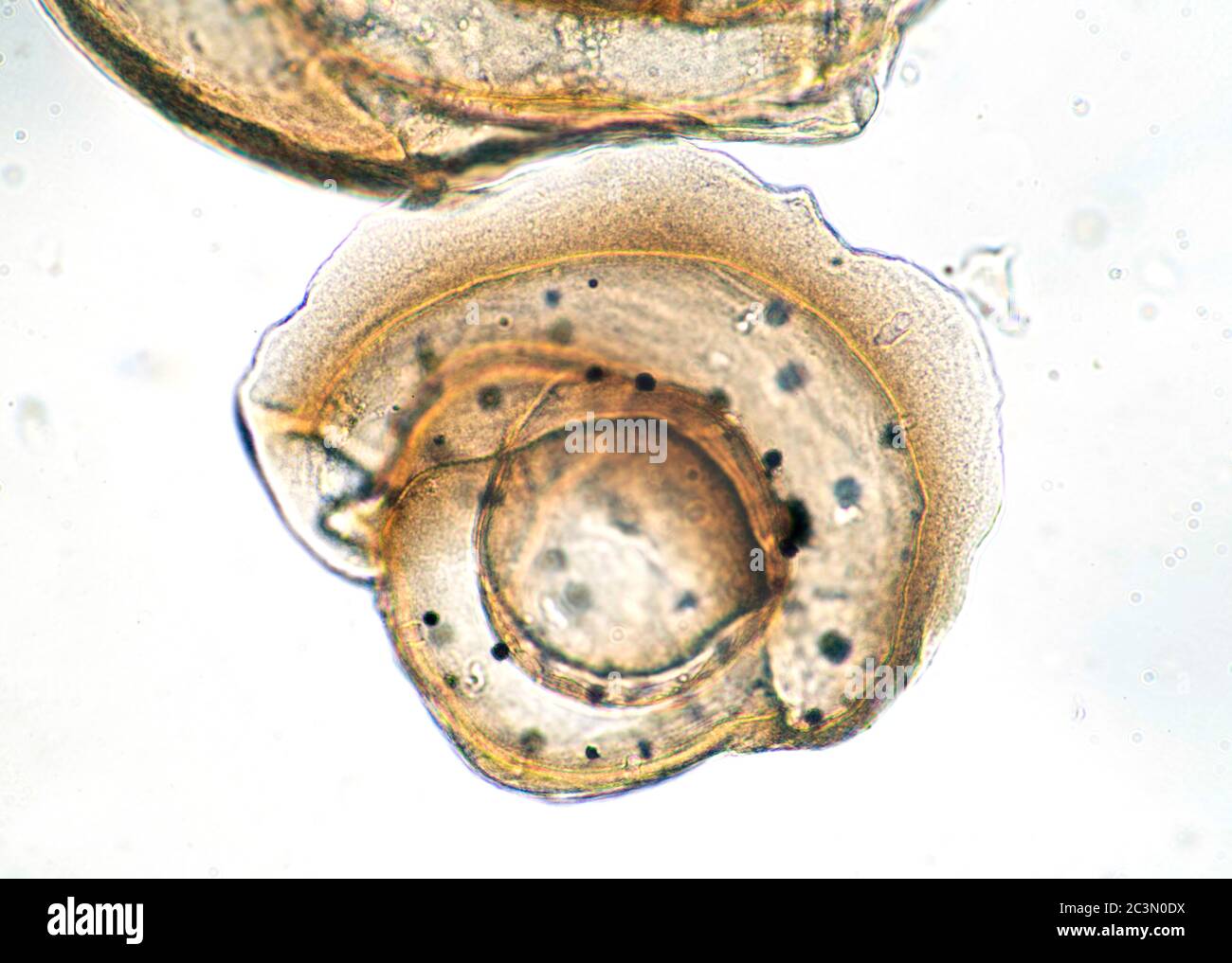 Foraminifera test hi-res stock photography and images - Alamy