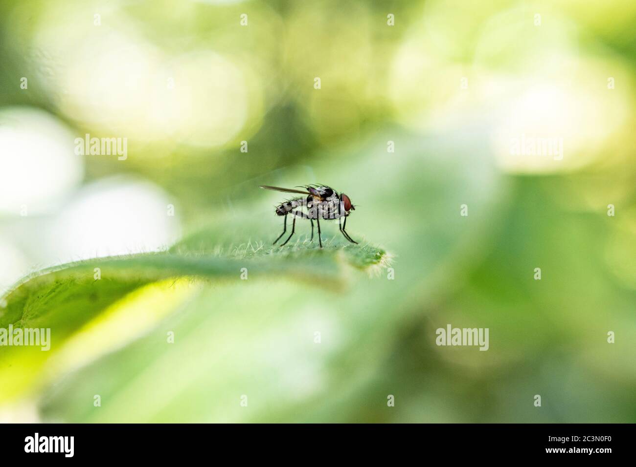A fly on a leaf with lurry background Stock Photo - Alamy