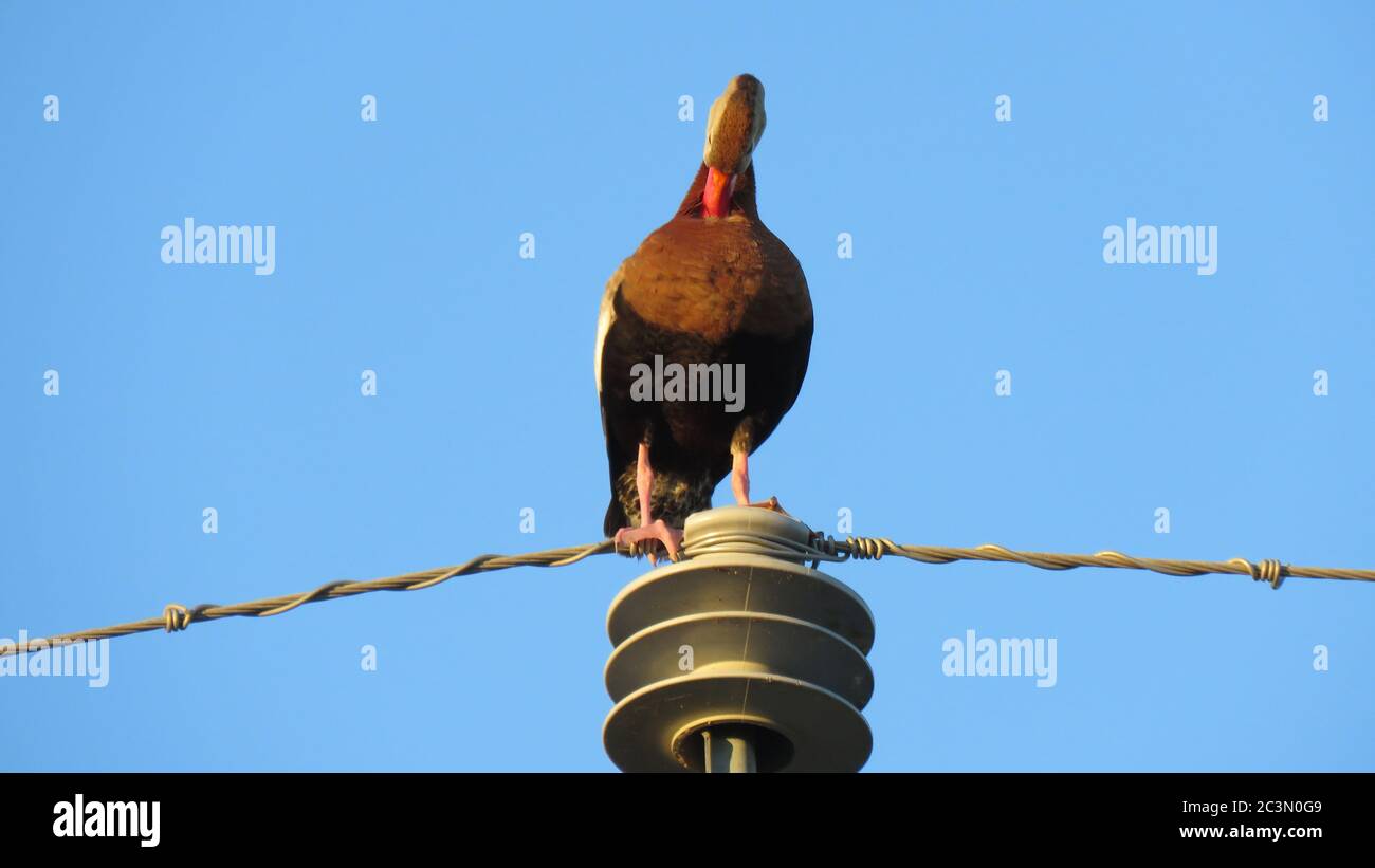 Black-Bellied Whistling Duck tree duck sitting perched on electric wire ...