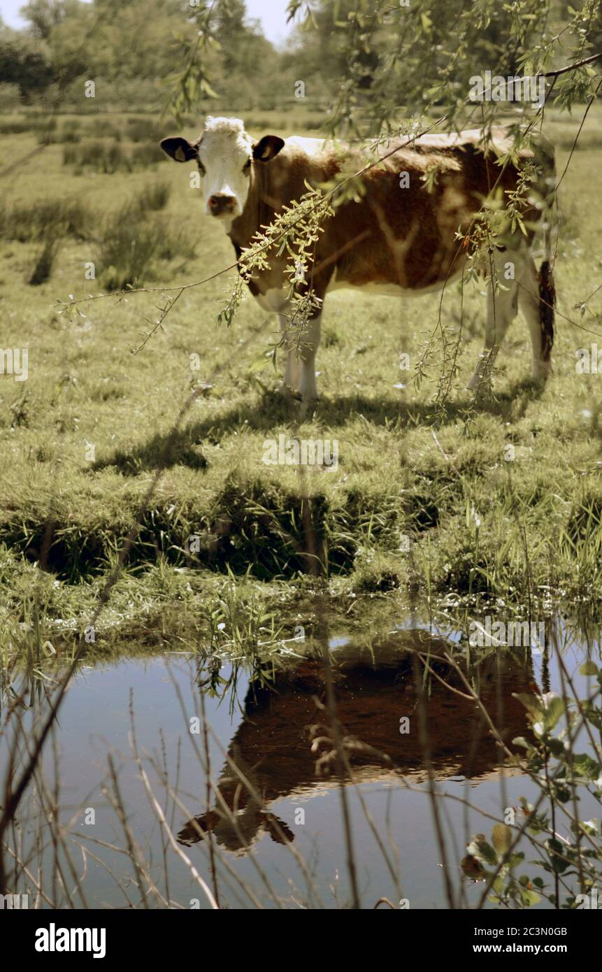 Milk production agriculture dairy farming marsh hi-res stock ...