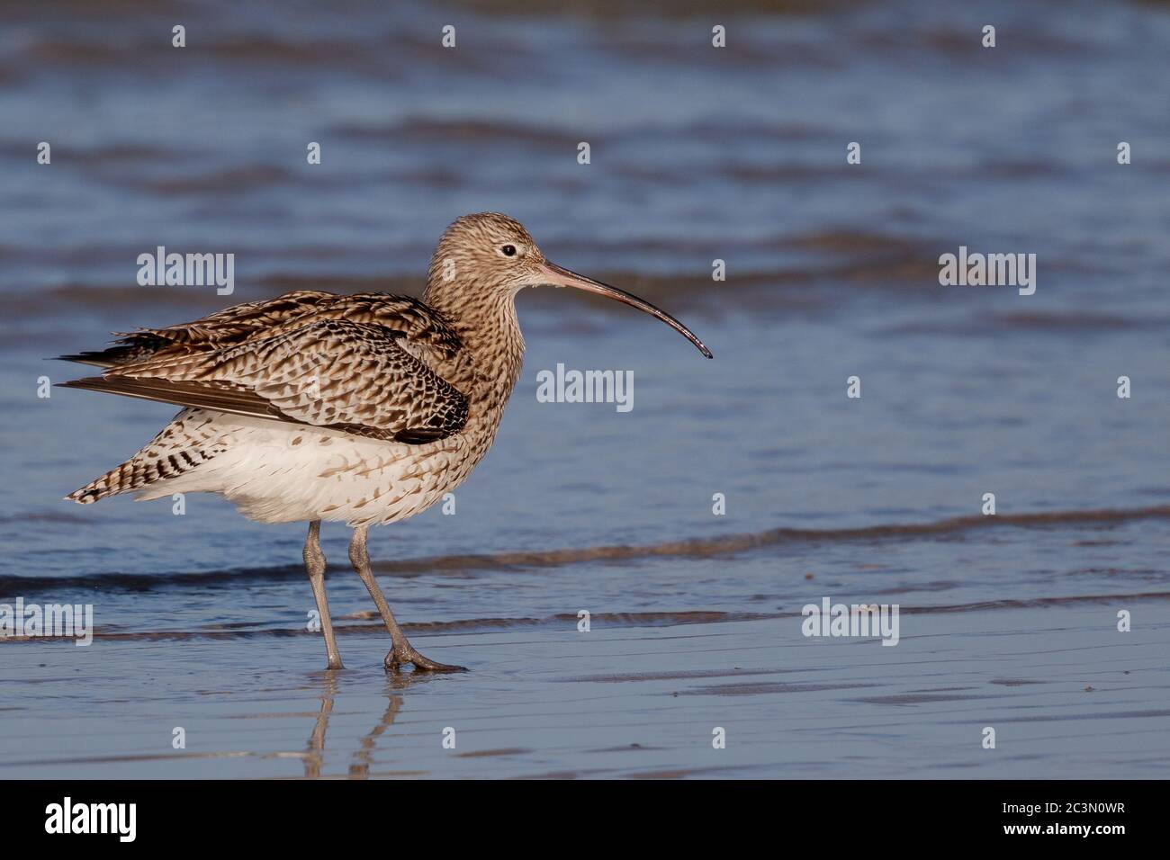 Long slender beak hi-res stock photography and images - Alamy