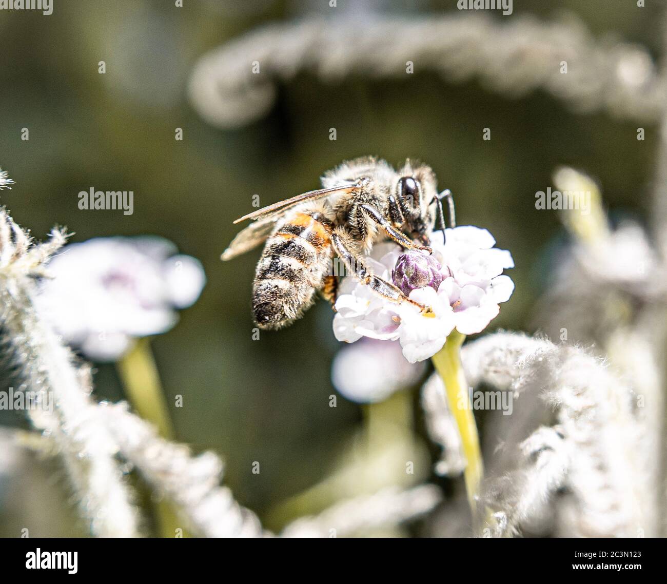 A bee at work Stock Photo - Alamy