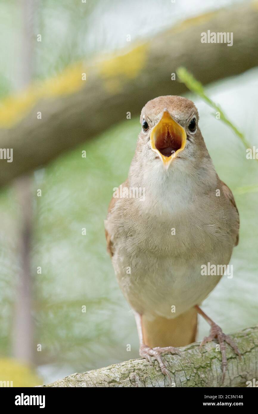 Nightingale black hi-res stock photography and images - Alamy