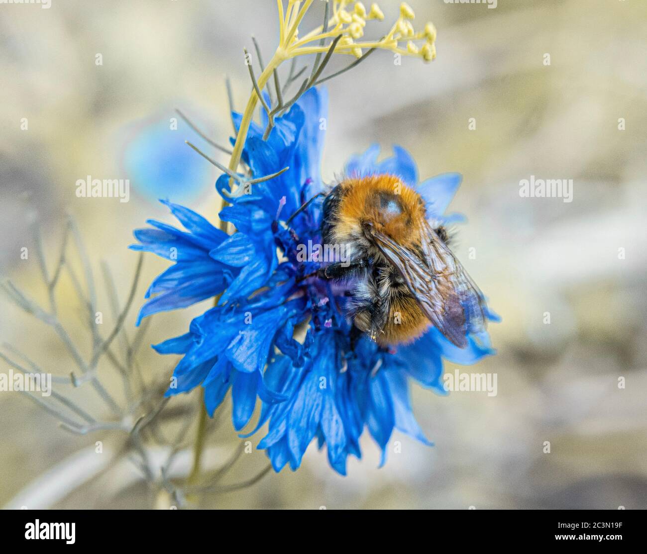 Bumblebee on a blue flower Stock Photo - Alamy
