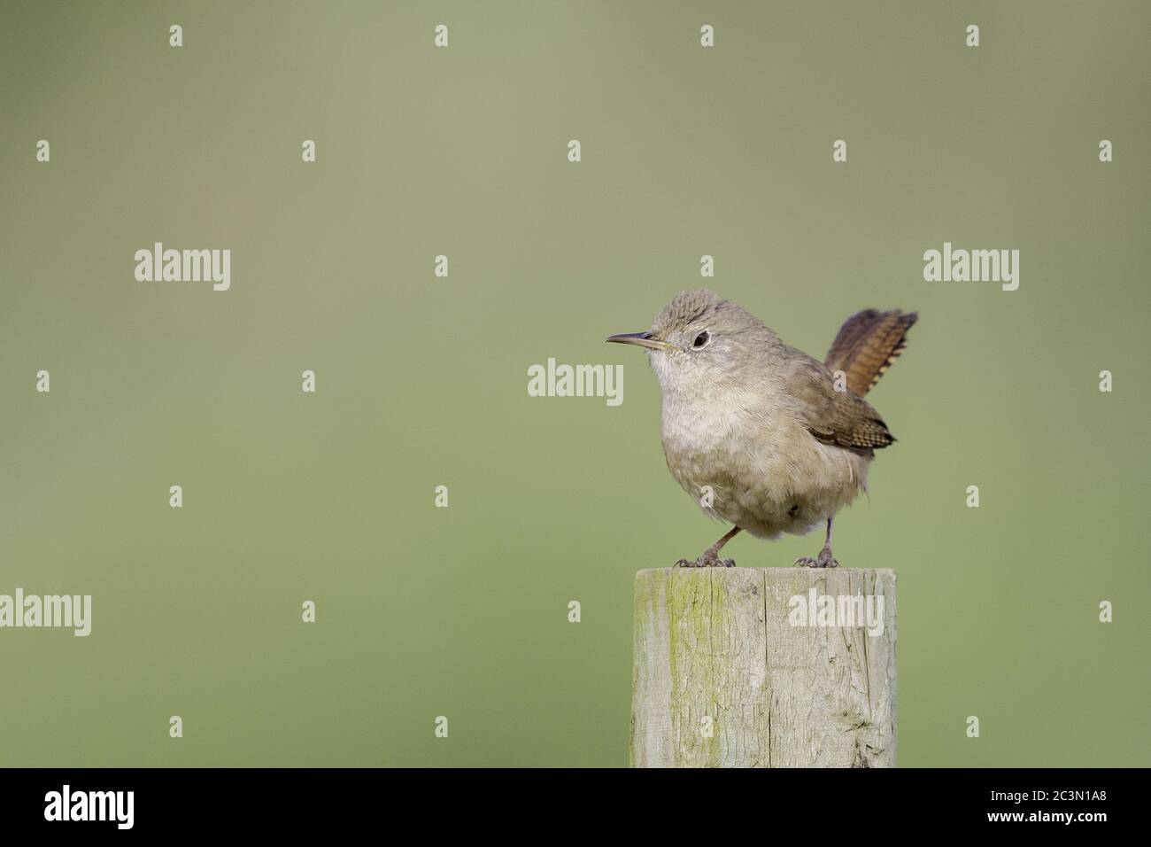 Blue wren on a log hi-res stock photography and images - Alamy