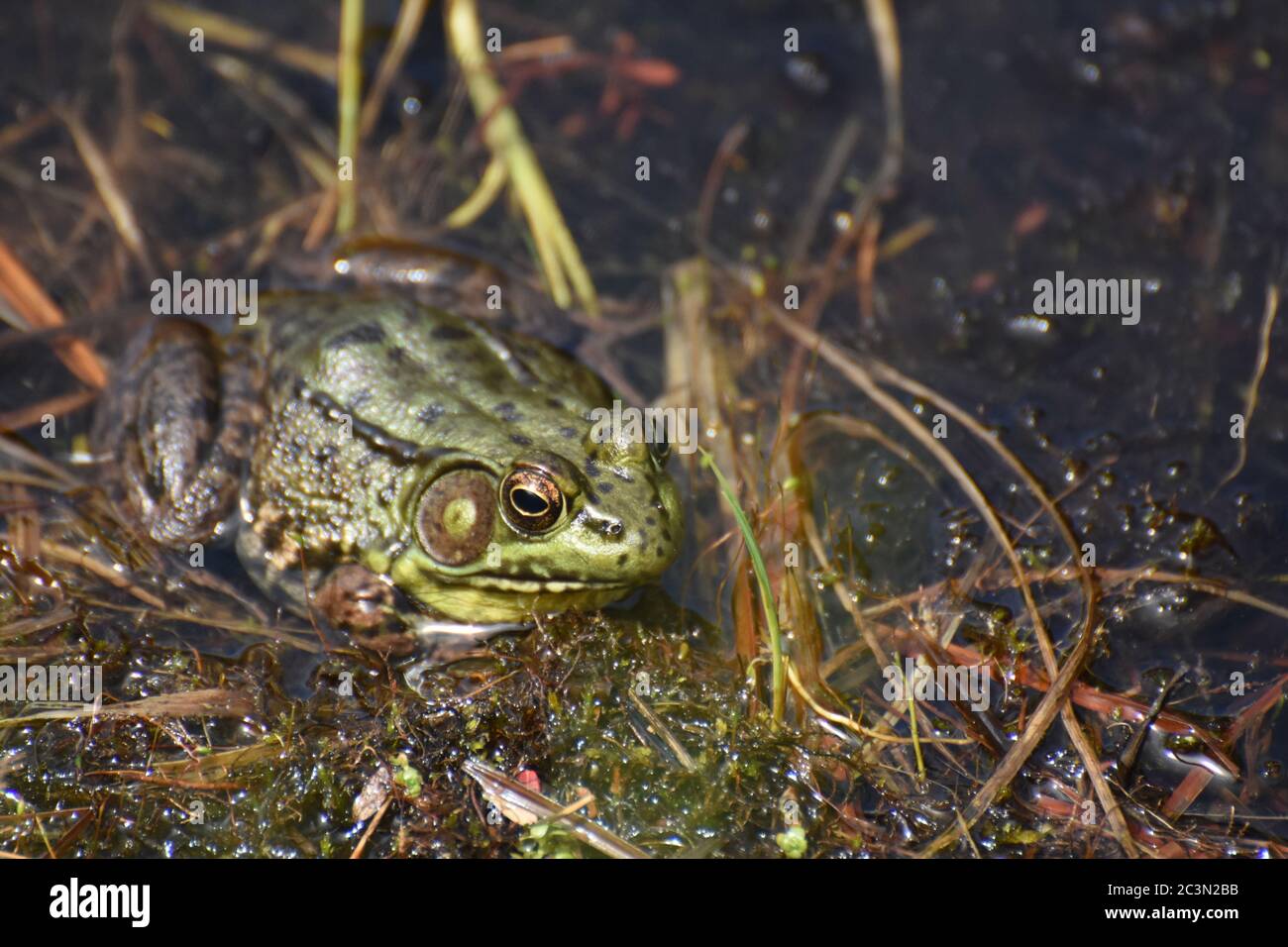 Very large bullfrog sitting in a wet marsh Stock Photo - Alamy