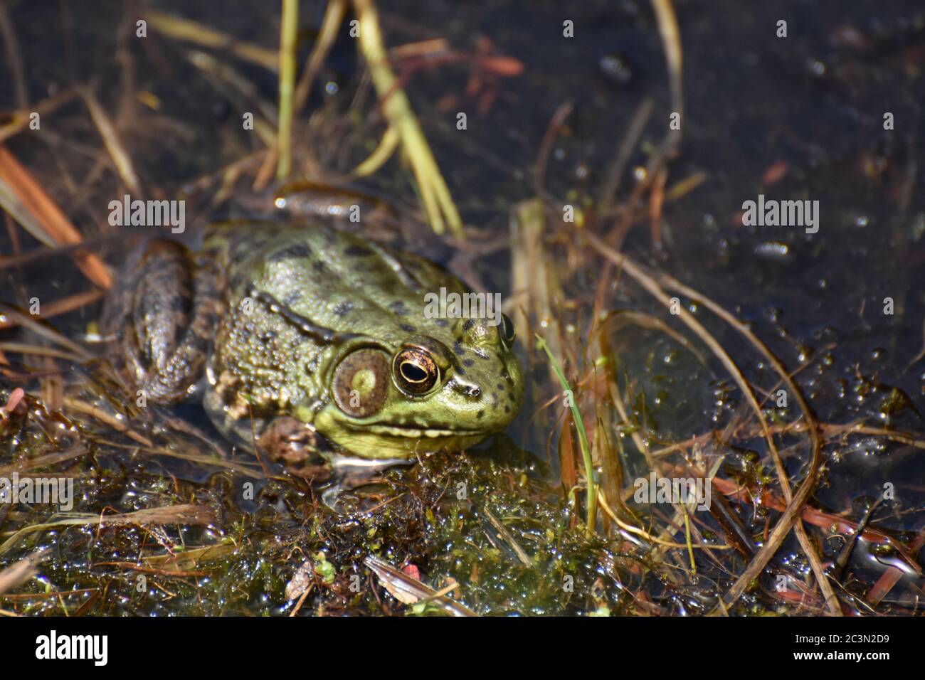 Grim look into the face of a toad in a swamp Stock Photo - Alamy