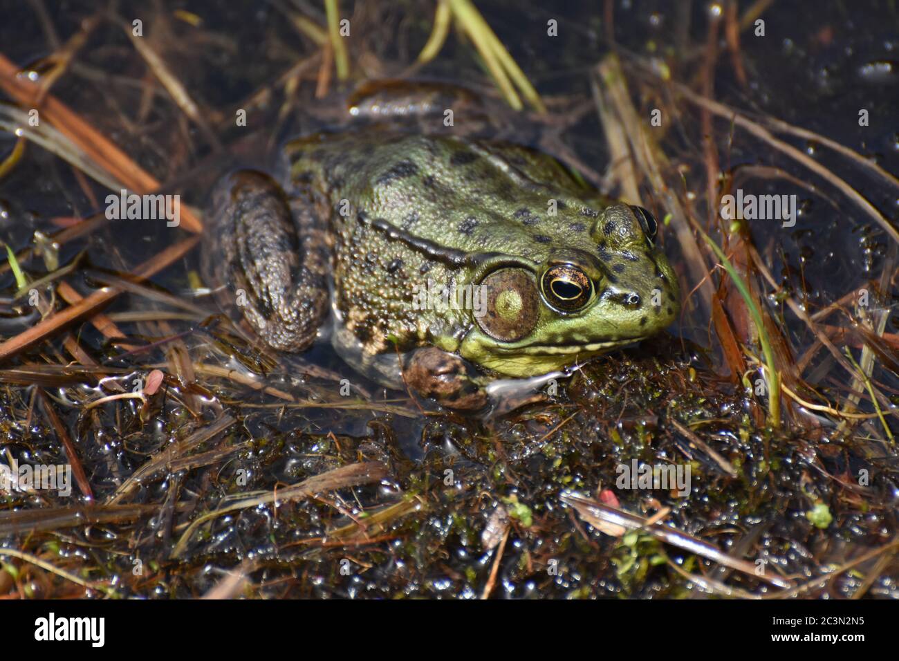 Wetland bog with a big green frog Stock Photo - Alamy