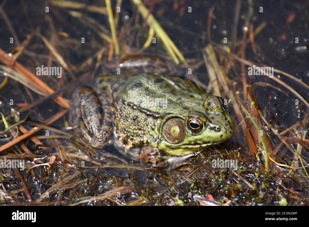 Big frog in reeds and shallow marsh water Stock Photo - Alamy