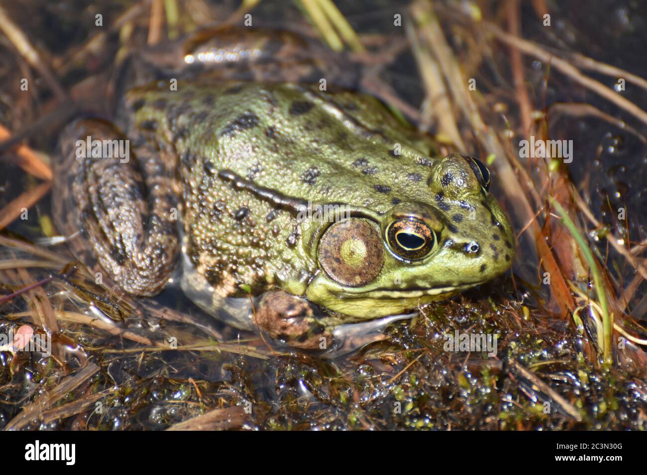 Spring with a toad in a shallow wetland marsh Stock Photo - Alamy