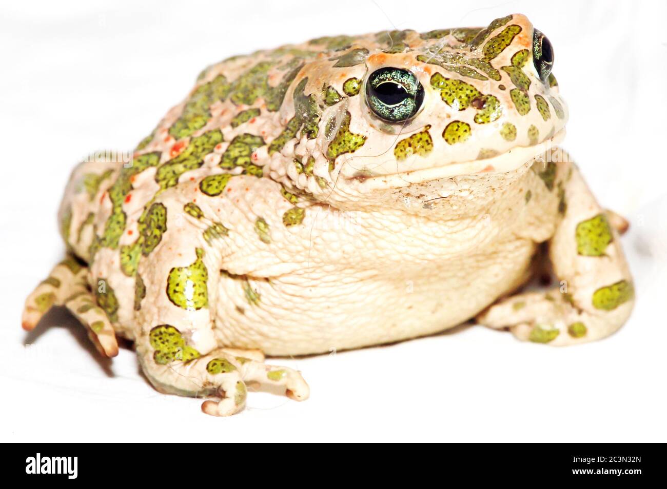 Big Ugly Frog Common European Toad Bufo Stock Photo - Alamy