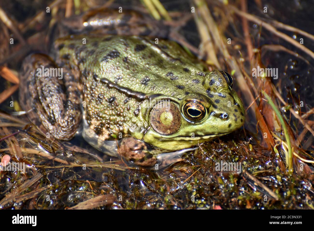 Close up look at a green frog in a wet bog Stock Photo - Alamy