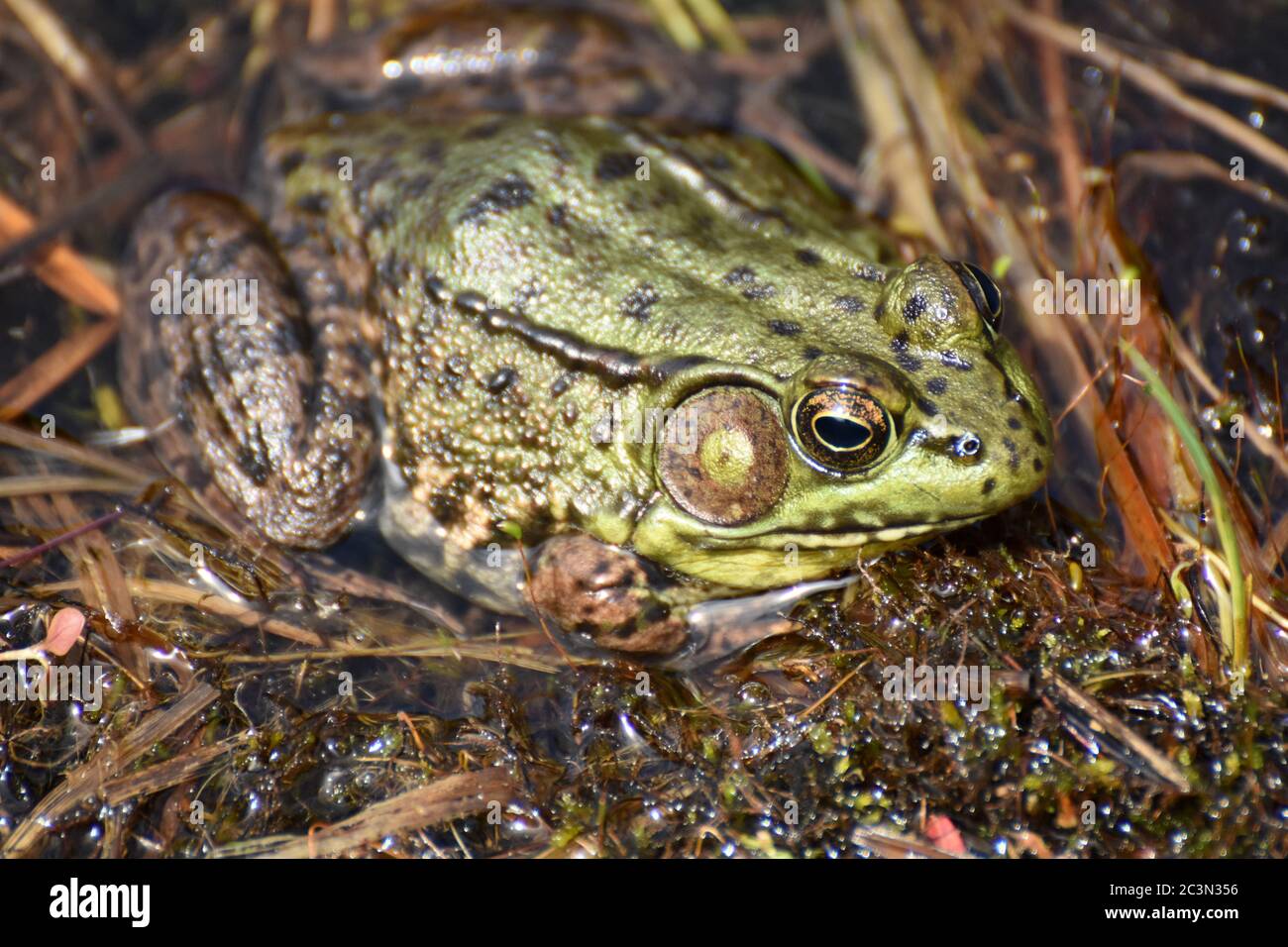 Big green frog in a marshy area swamp area Stock Photo - Alamy