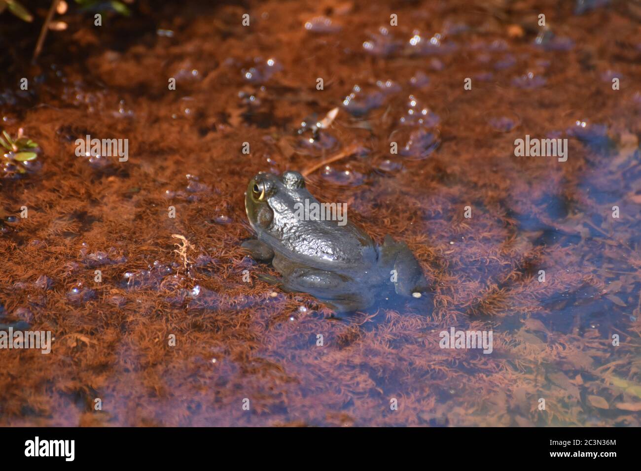 Frog half submerged in hi-res stock photography and images - Alamy