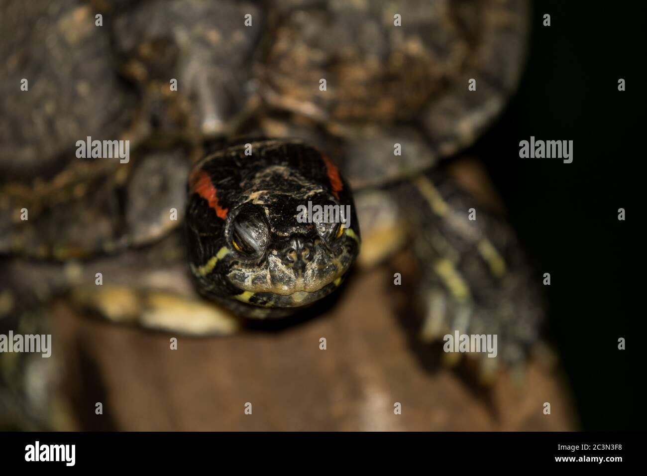 Red-eared slider Terrapin close-up head shot, Tropical World, Roundhay ...