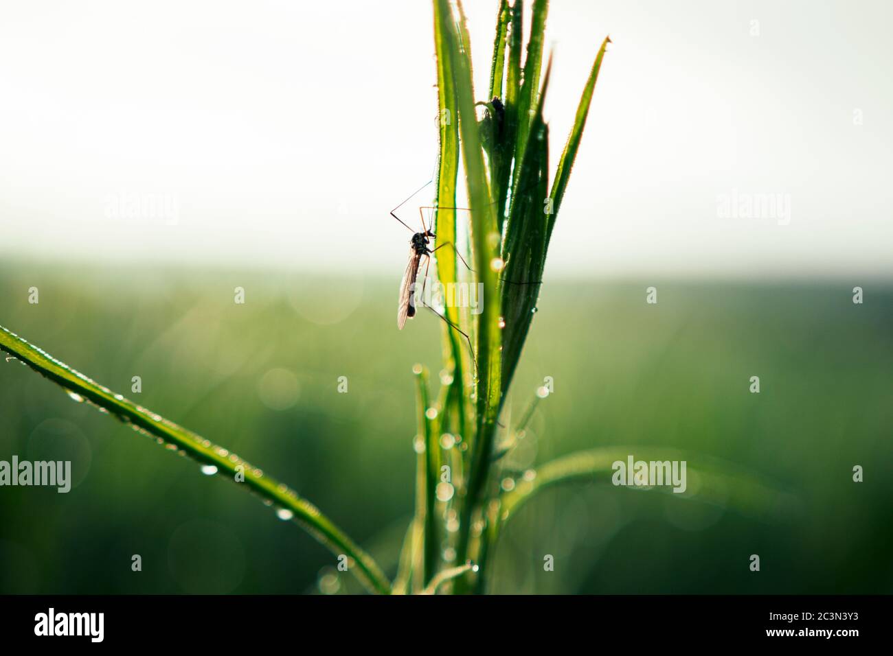 Close up of Fly Insect with long legs sitting on rich green grass with ...