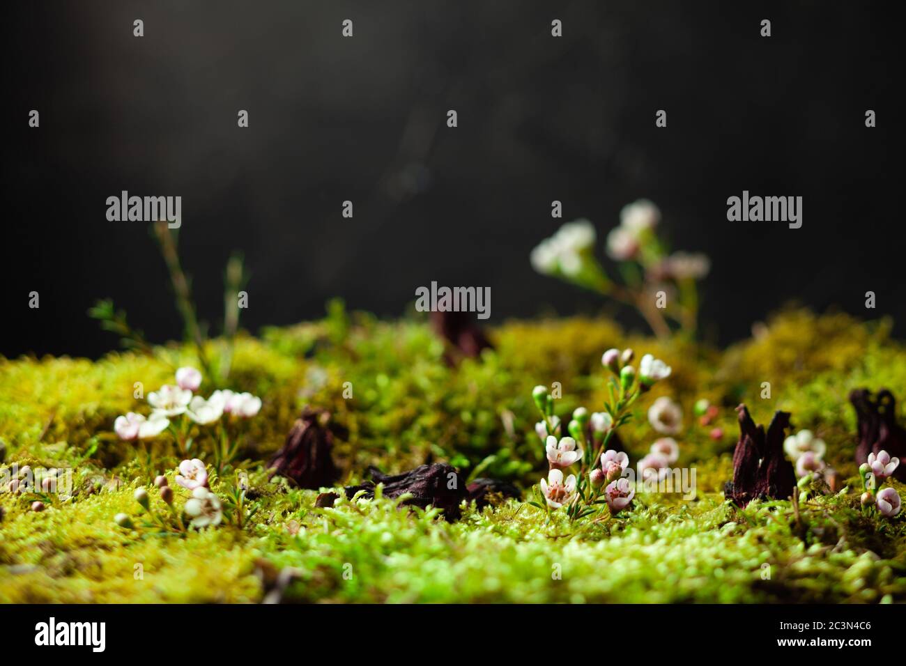 Macro reproduction of forest with black background Stock Photo - Alamy