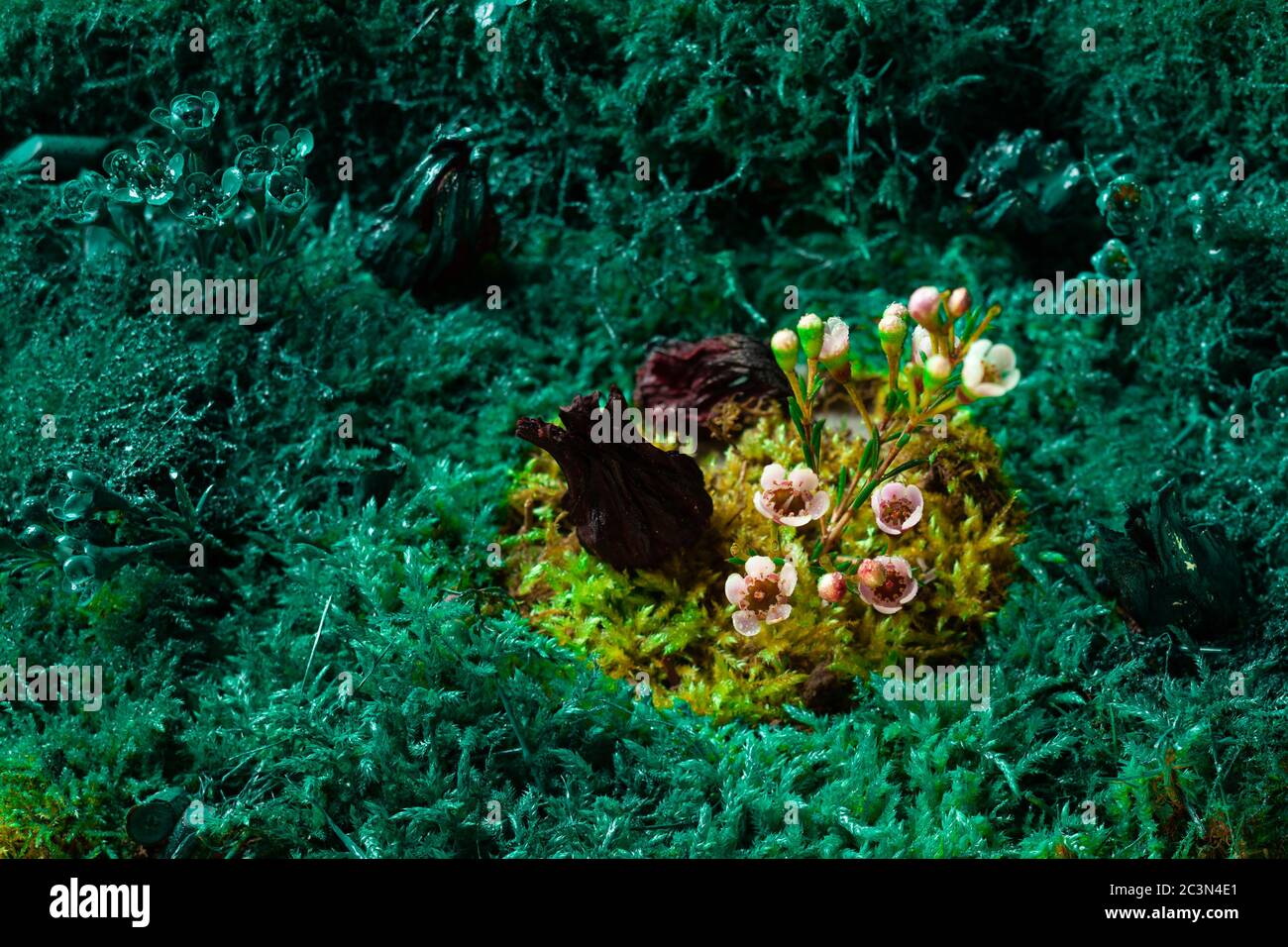 Green moss and grass with small flowers in centre Stock Photo - Alamy