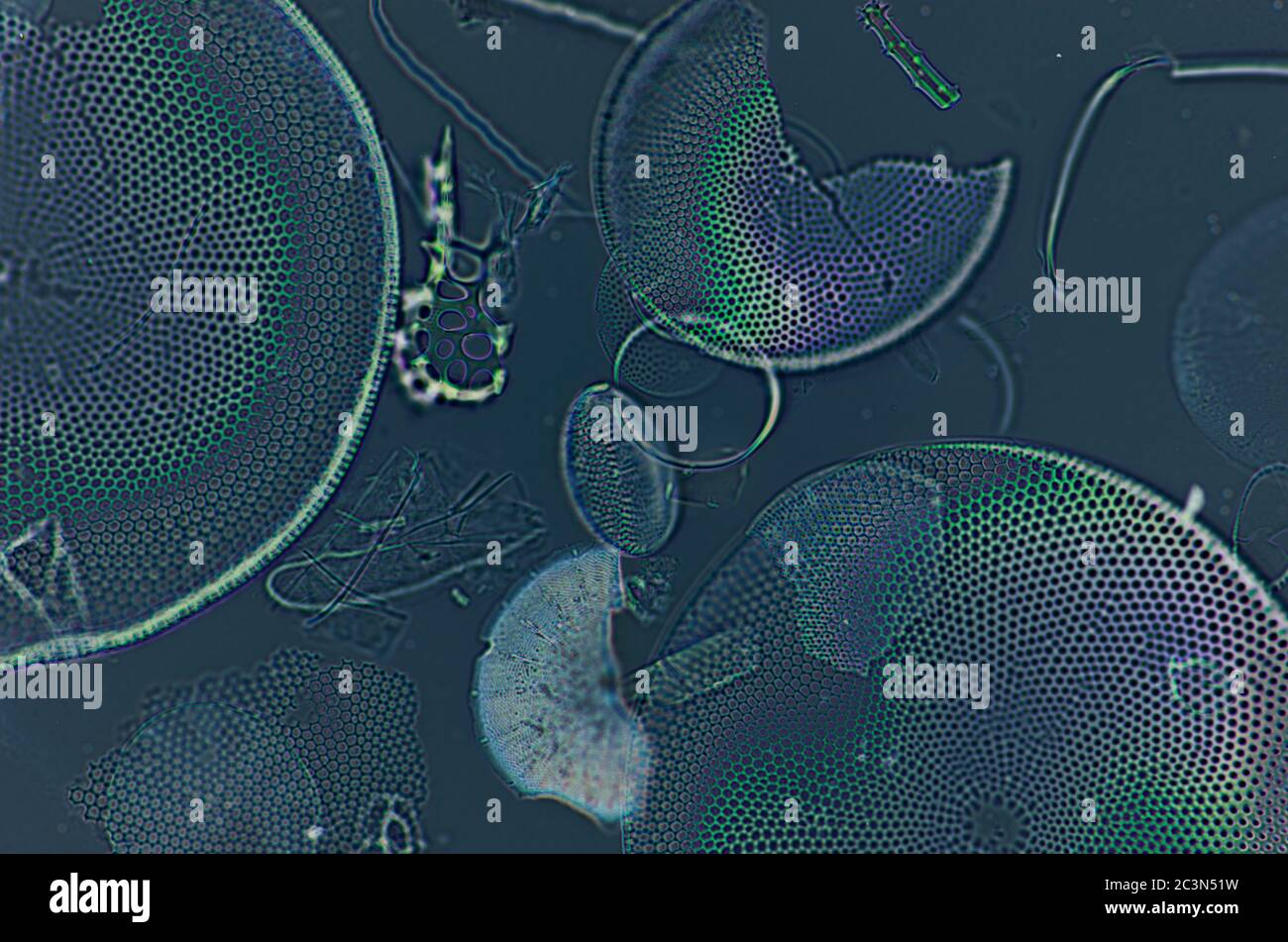 Silica and diatoms microscope hi-res stock photography and images - Alamy