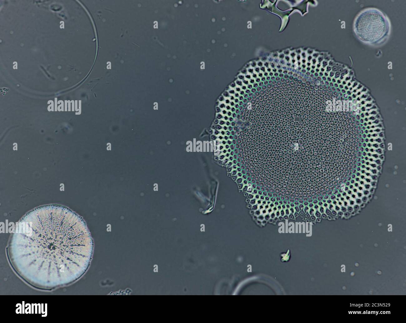 Marine food chain hi-res stock photography and images - Alamy