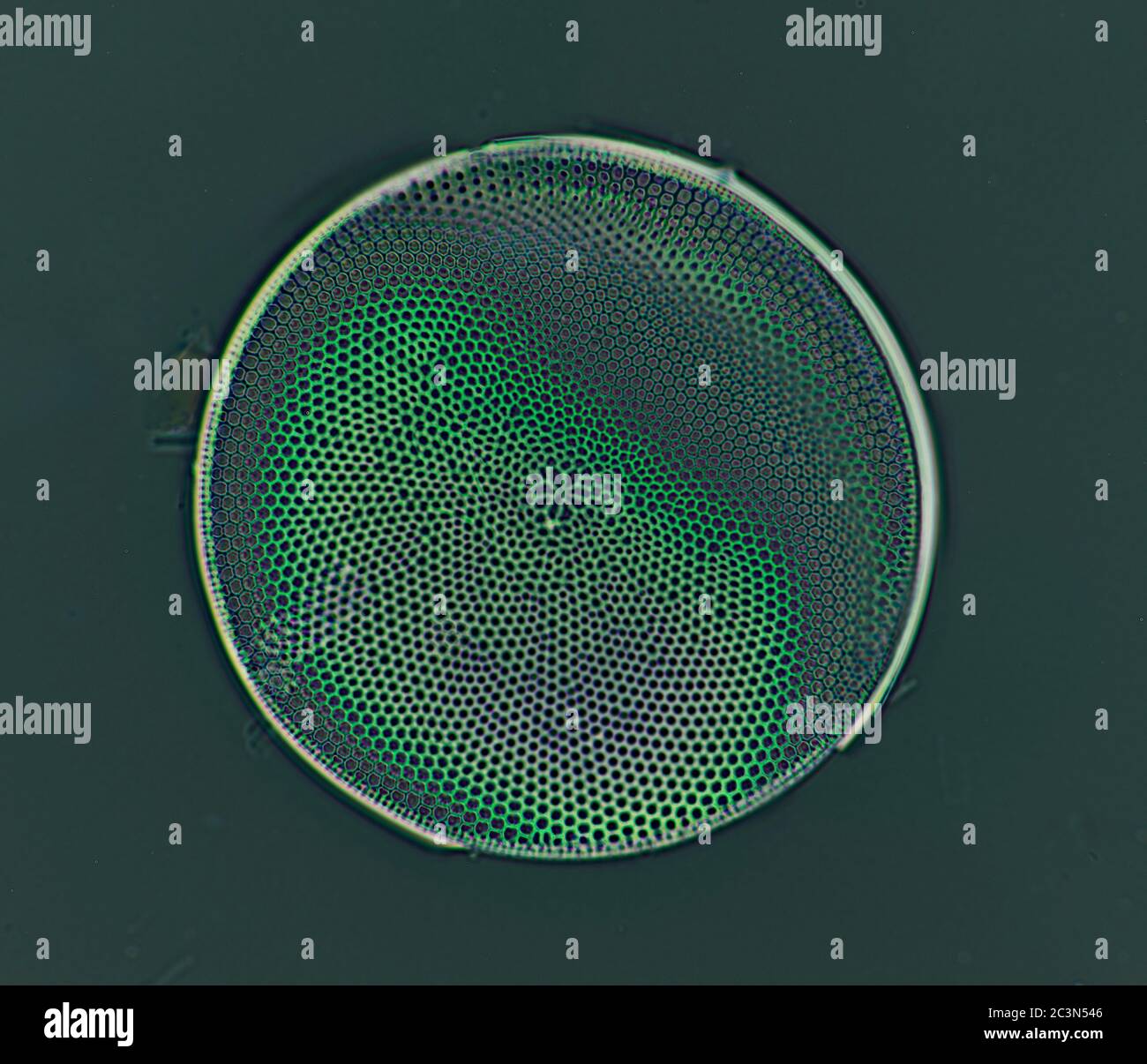 Silica and diatoms microscope hi-res stock photography and images - Alamy