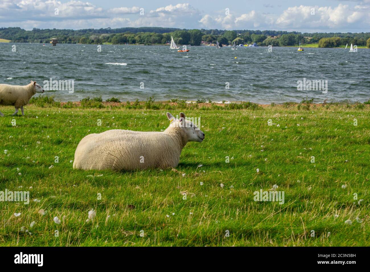 Sheep next to water hi-res stock photography and images - Alamy