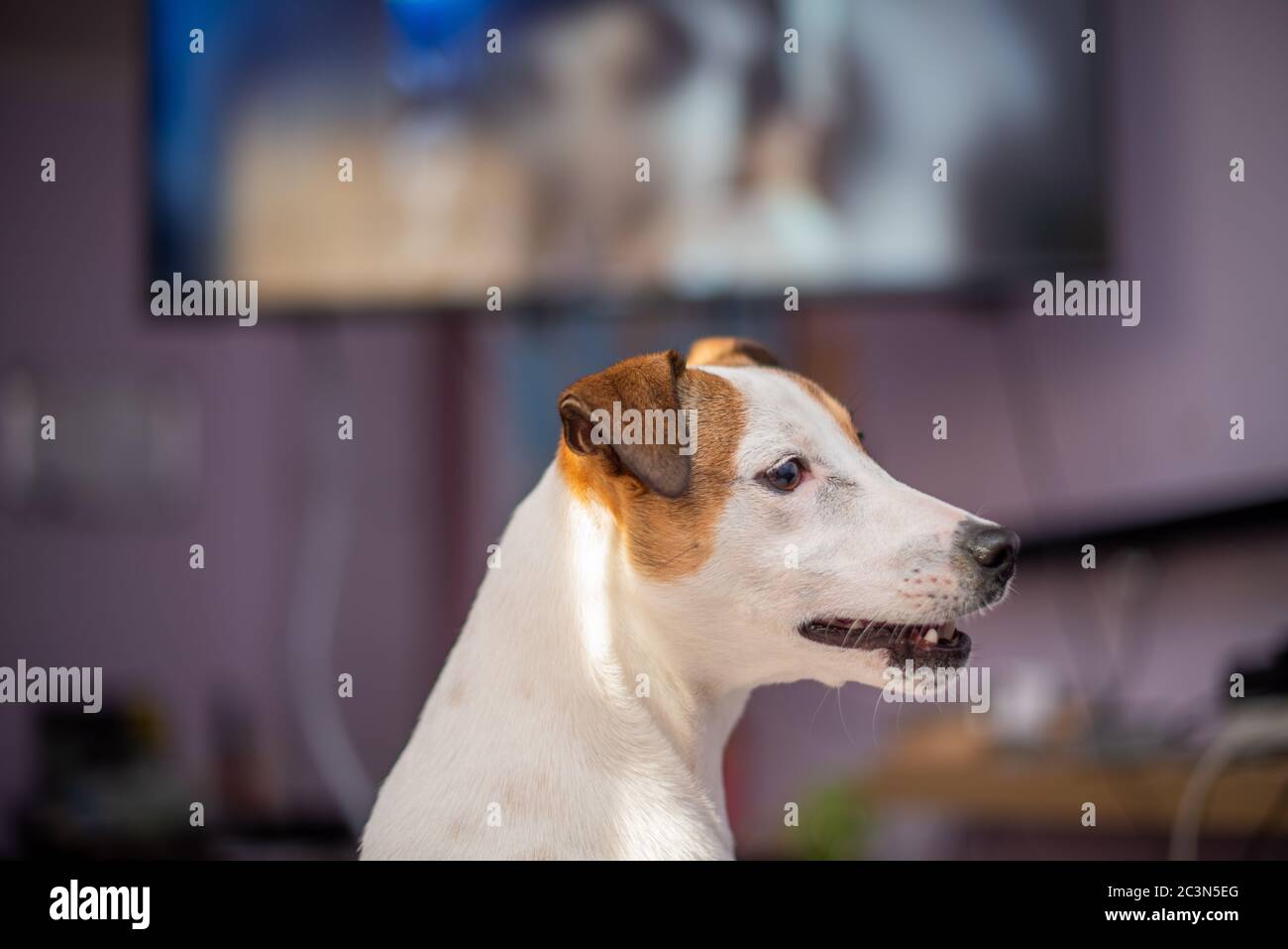 Animal watching tv hi-res stock photography and images - Alamy