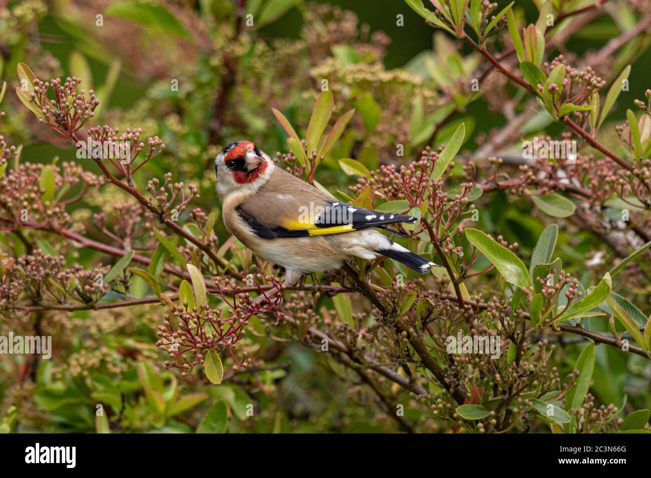 European Goldfinch Carduelis carduelis Stock Photo - Alamy
