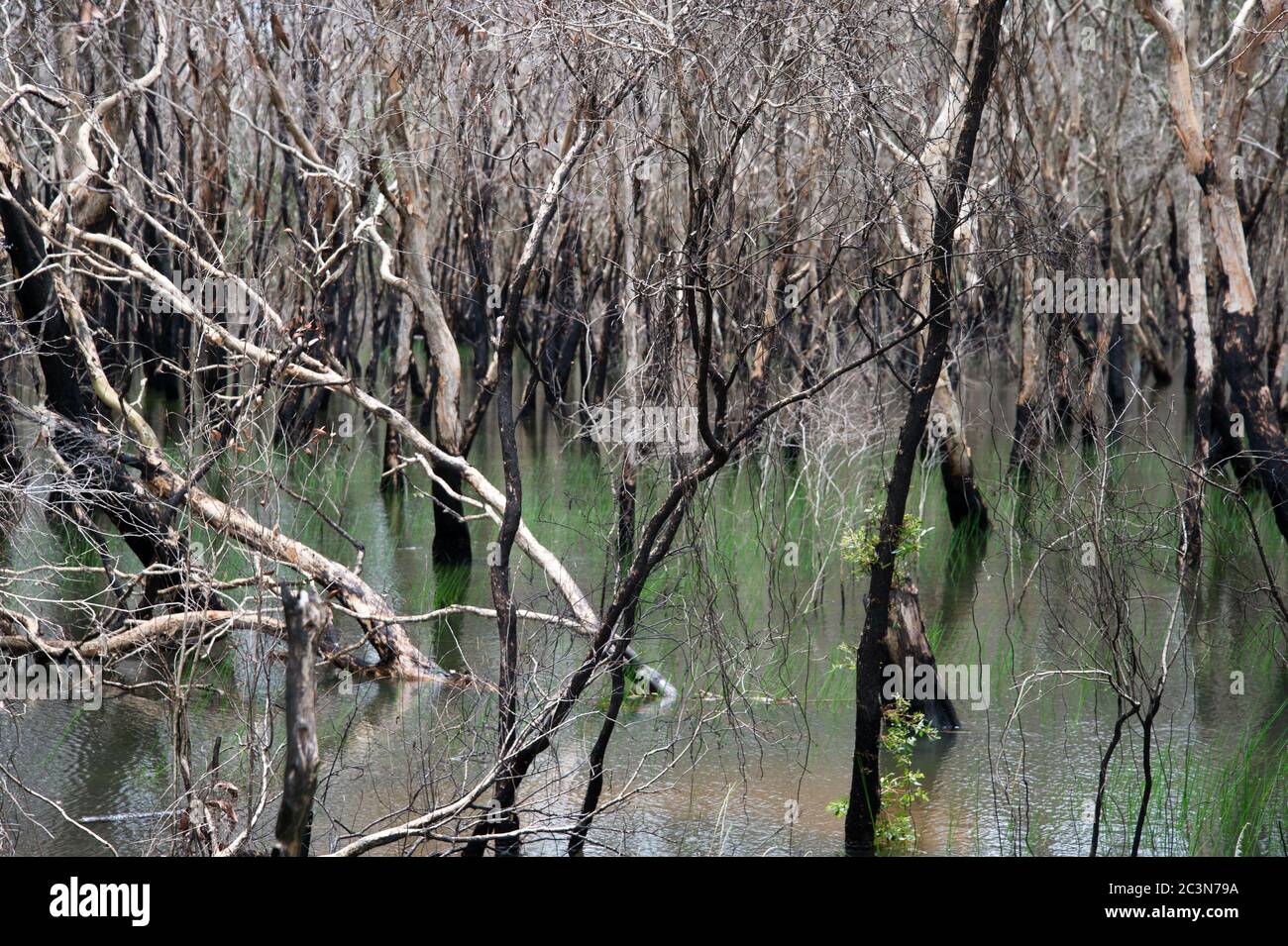 swamp burned dry forest from fire wetland outdoor nature background ...