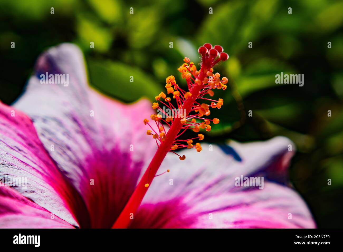 Closeup shot of the red stigma of a pink flower Stock Photo - Alamy