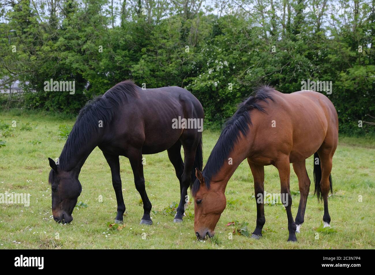 Dark brown and light brown horses grazing in green field side by side ...