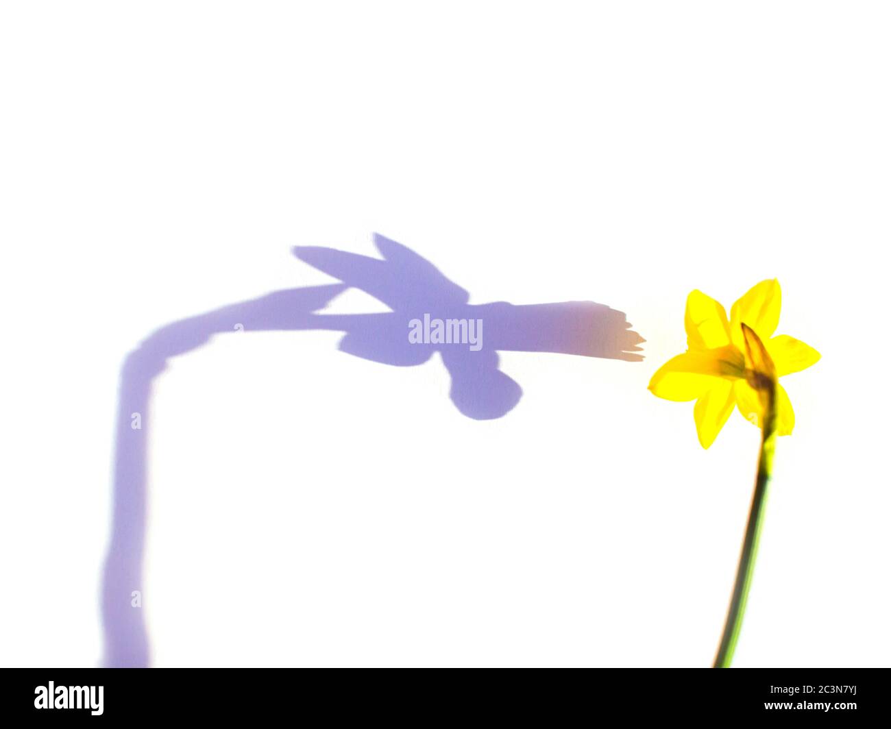 One narcissus flower on white background. Copy space Stock Photo - Alamy