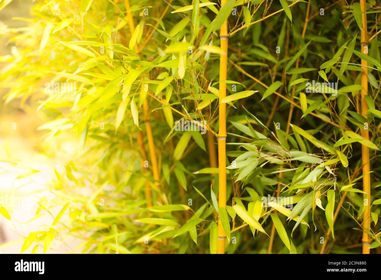 Bambus landscape hi-res stock photography and images - Alamy