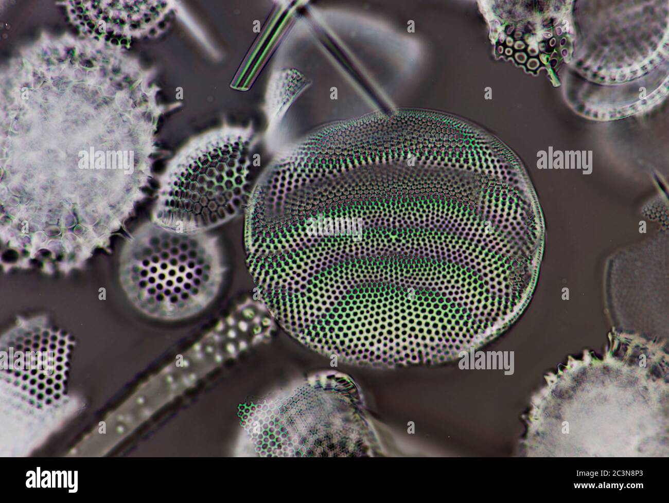Diatomaceae, Silica walls of Marine Diatoms, microscope view Stock Photo - Alamy