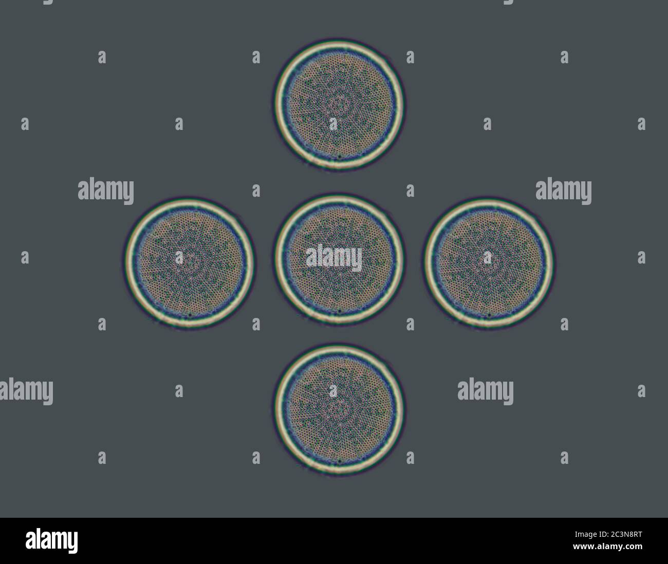 Diatomaceae, Silica walls of Marine Diatoms, microscope view Stock ...