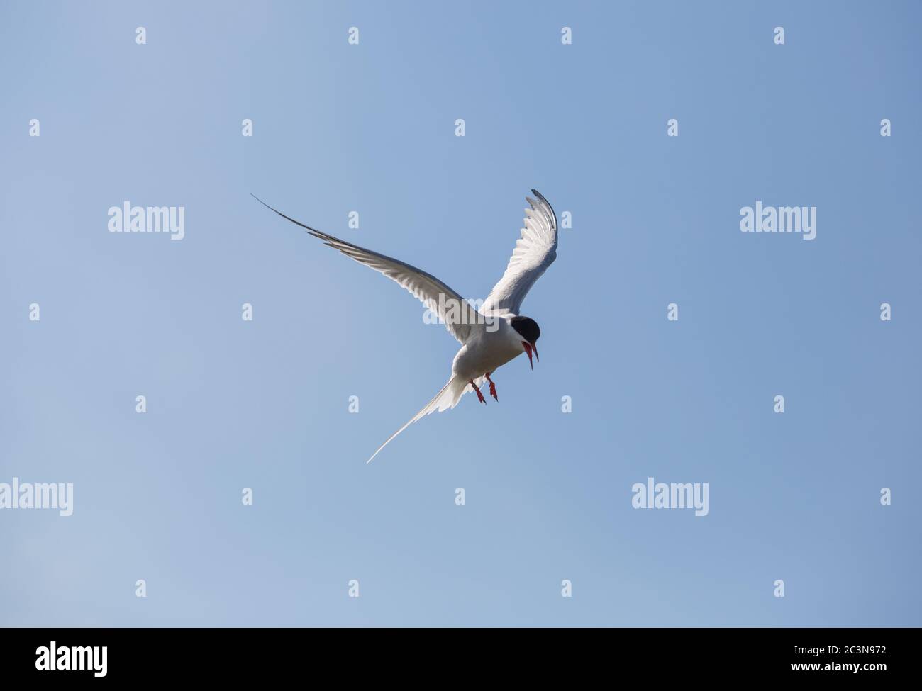 Tern in flight Stock Photo - Alamy
