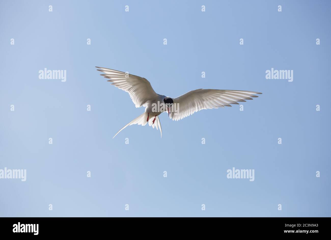 Tern in flight Stock Photo - Alamy