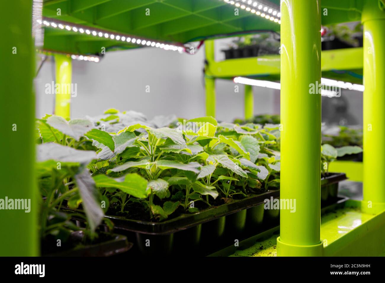 Artificial lighting stands with small paulownia seedlings. Sterile ...