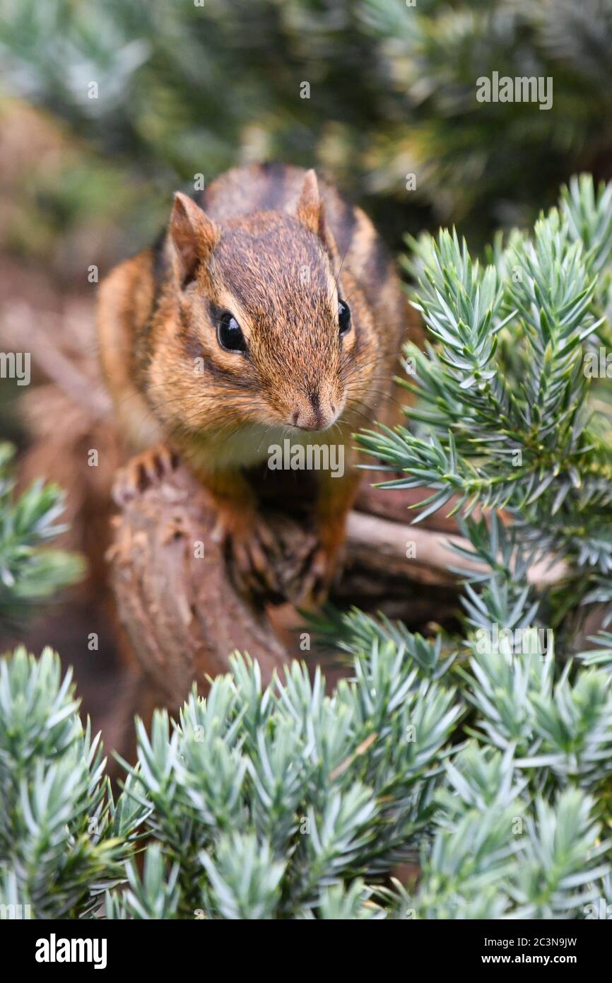 Chipmunk closeup - Tamias striatus in an evergreen shrub - cute Eastern chipmunk pokes its head ...