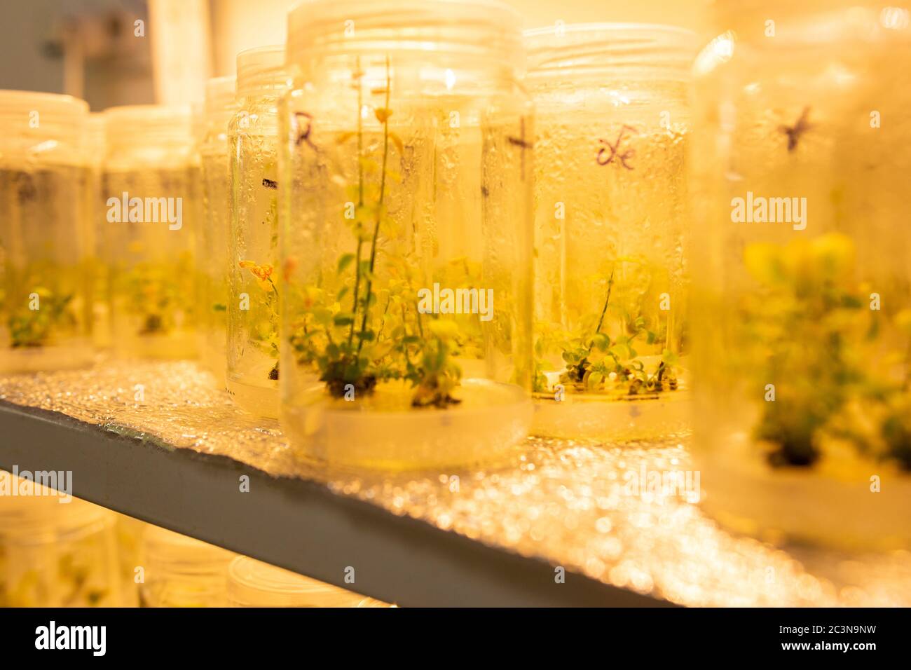 Growing blueberry plants in sterile conditions by in vitro technology ...