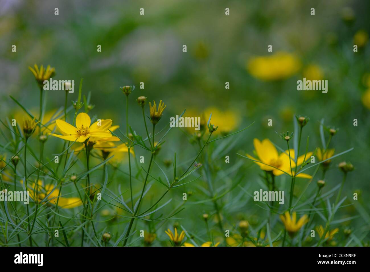 yellow threadleaf coreopsis - Coreopsis verticillata - Threadleaf ...