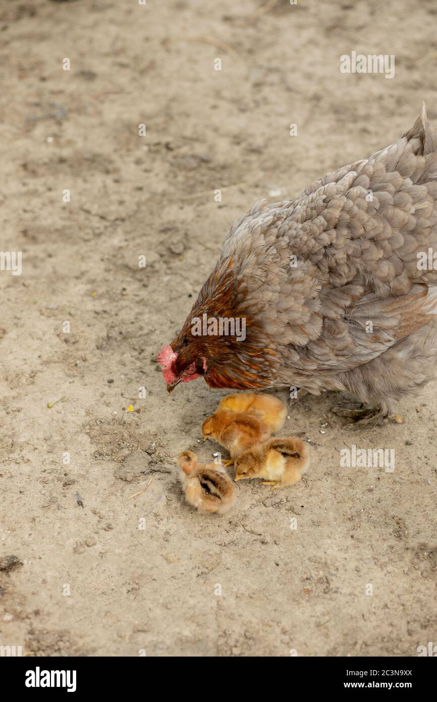 Closeup of a mother chicken with its baby chicks on the farm. Hen with ...
