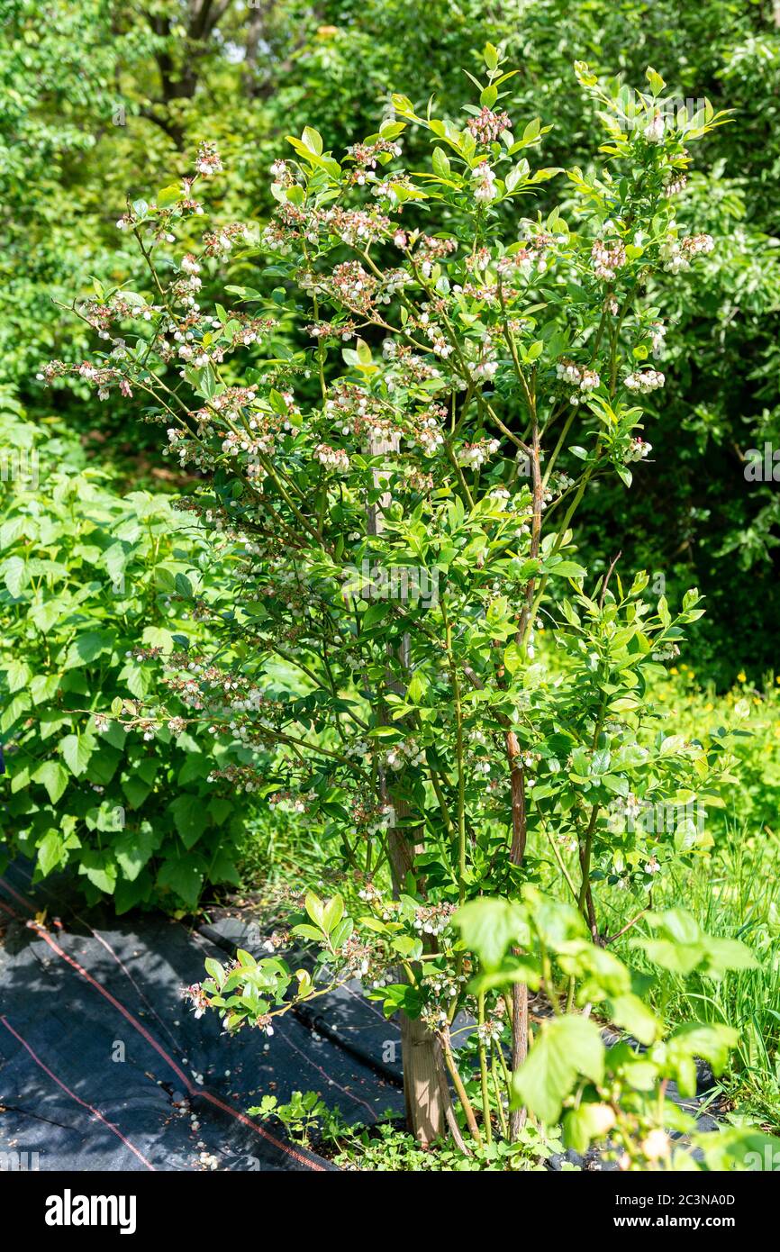 Flowering pink blueberry bush. Reproduction of fruitful bushes of black ...
