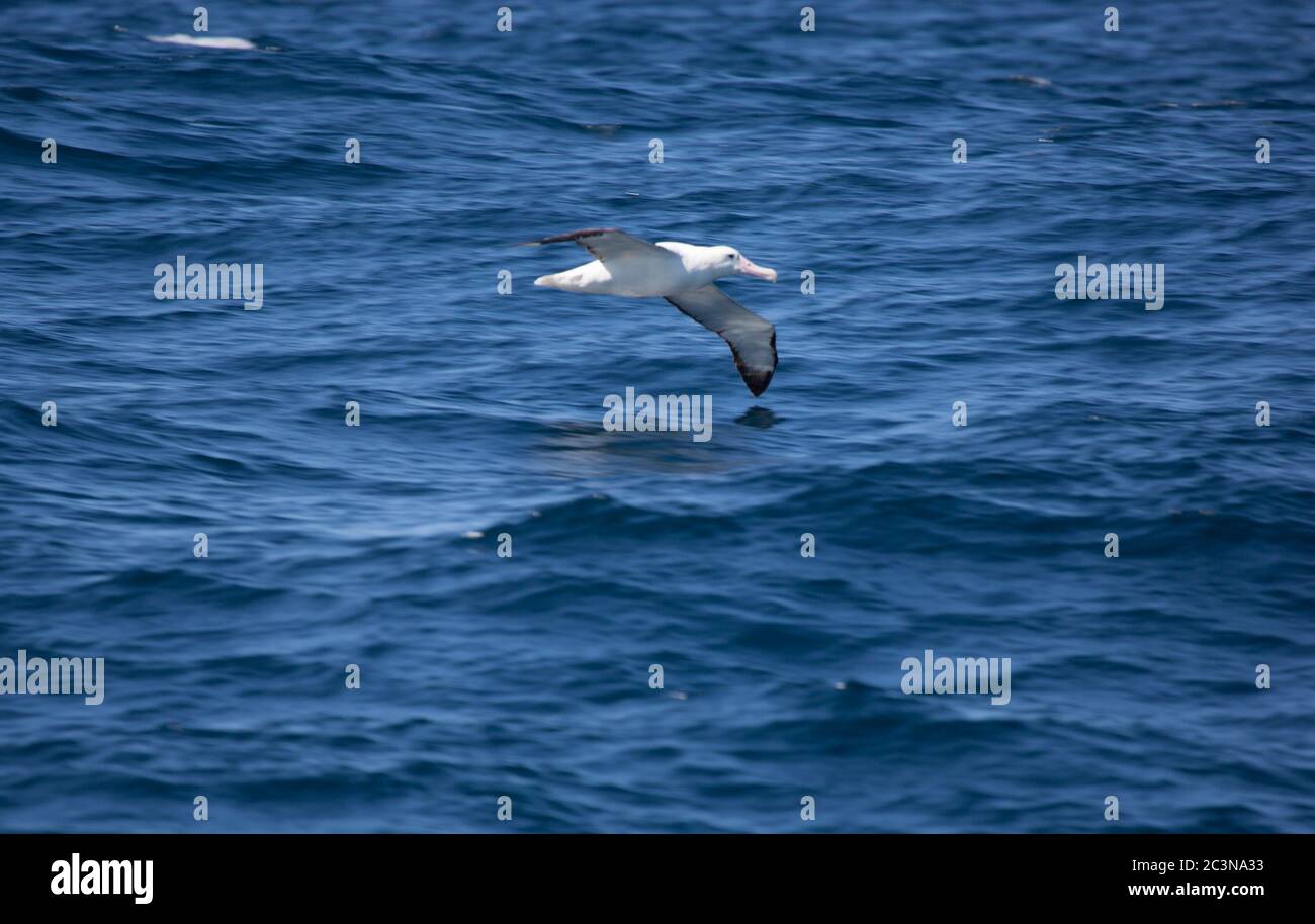 Albatross in flight Stock Photo - Alamy