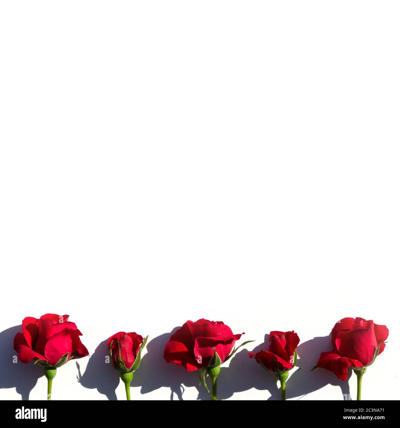 Creative layout made with red roses flowers on white background. Summer ...